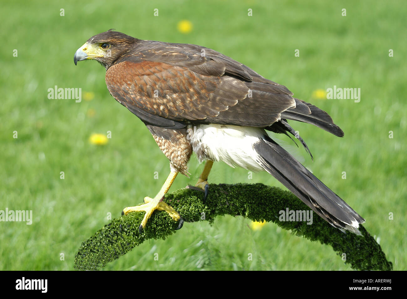 Harris hawk and talons hi-res stock photography and images - Alamy