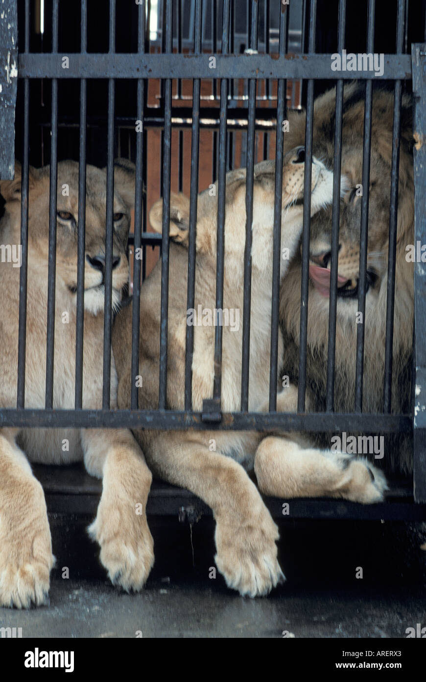 yawn yawning 3 three 1 one male 2 two female Cage caged captive african ...