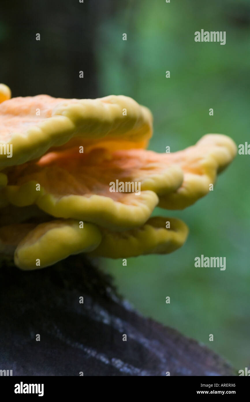 orange parasitic fungi on the stump Stock Photo - Alamy