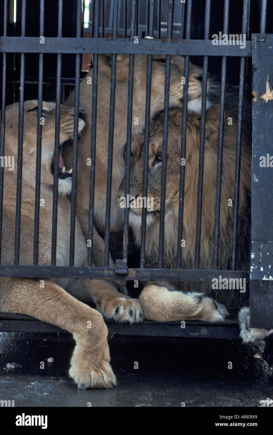 Yawn yawning Cage caged captive african lions behind bars animal act ...