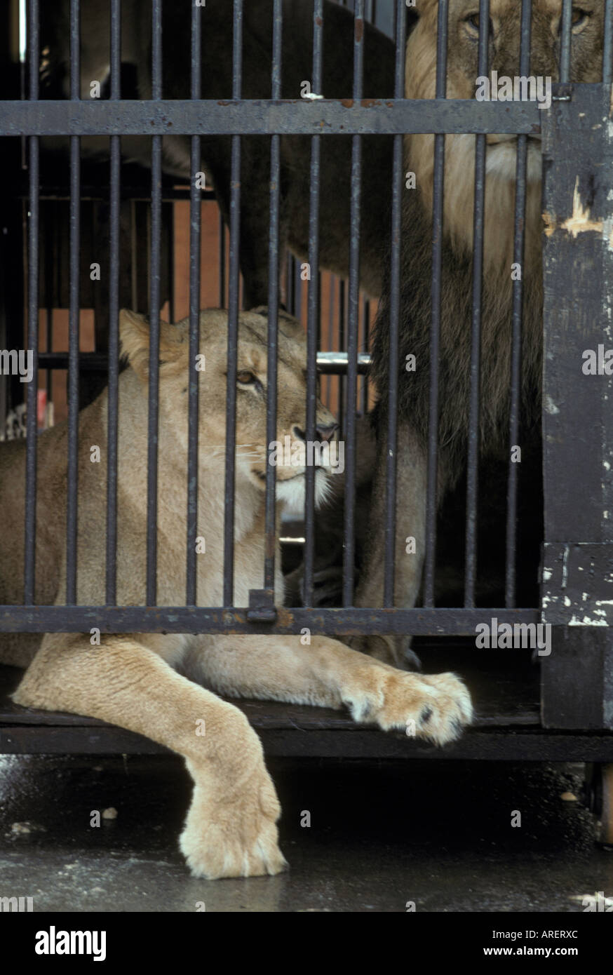 Cage caged captive african lions behind bars animal act Stock Photo - Alamy