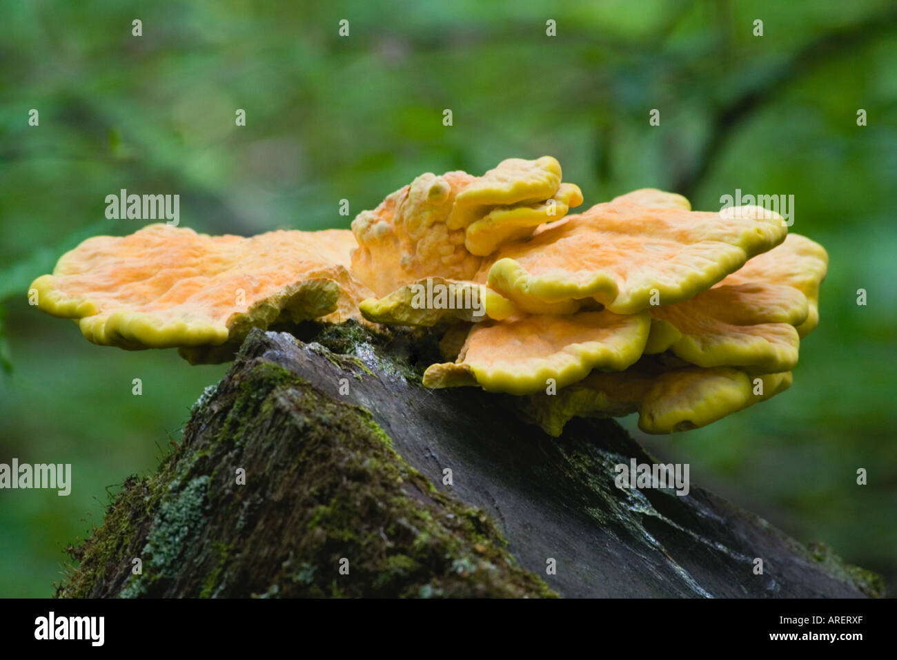 orange parasitic fungi on the stump Stock Photo - Alamy
