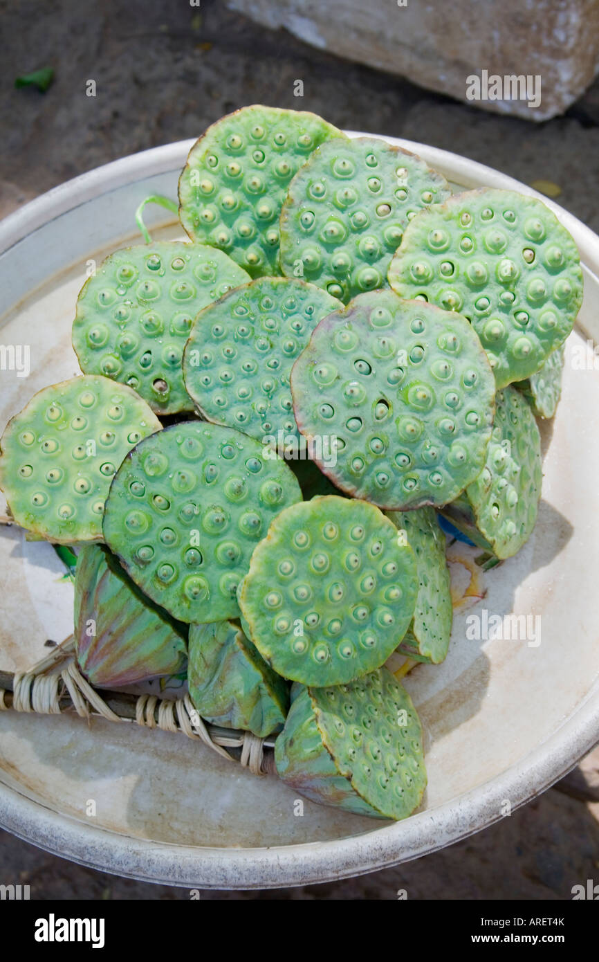 Lotus Roots in Market Phnom Penh Cambodia Stock Photo - Alamy
