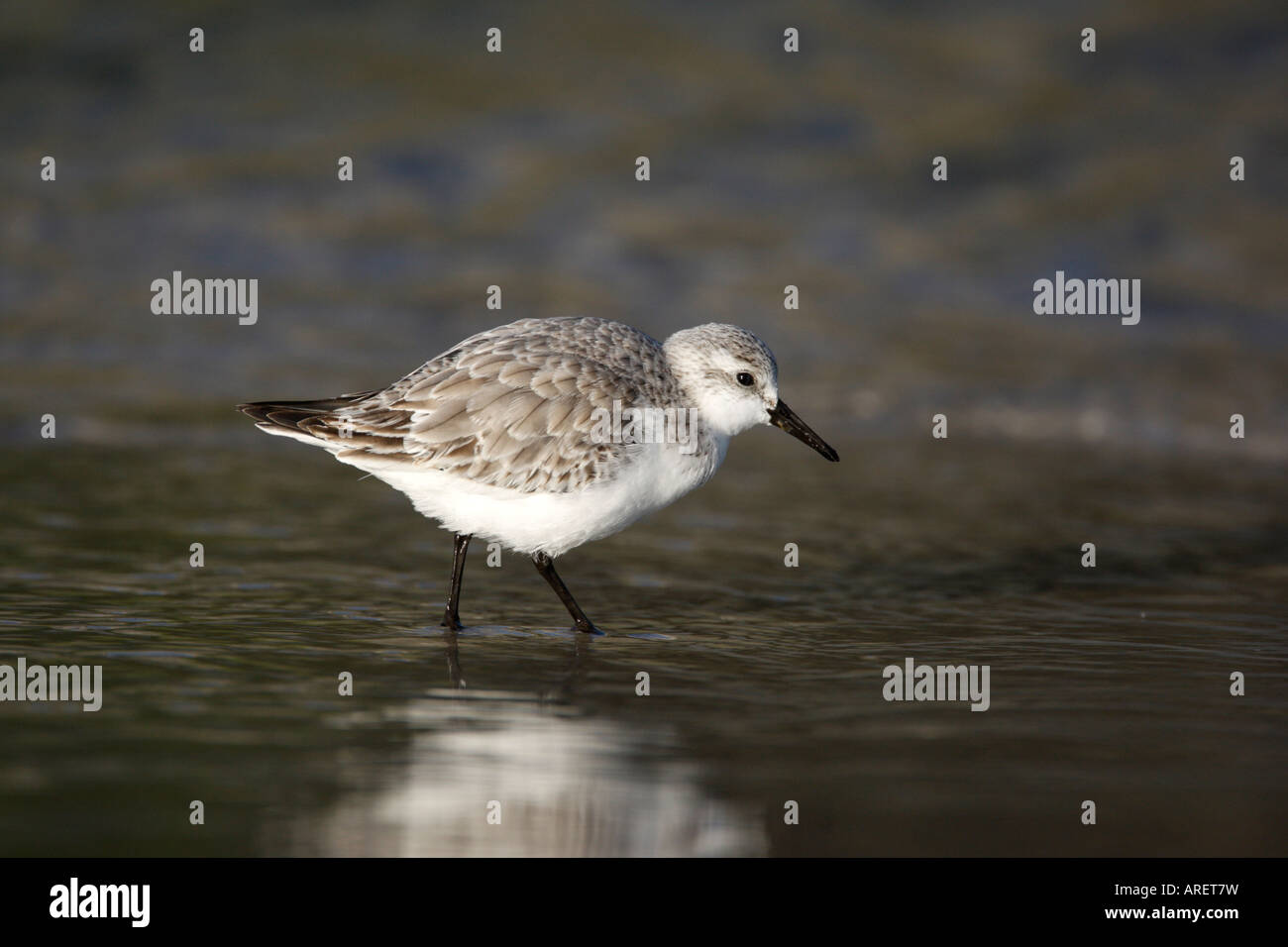 Sanderling uk winter hi-res stock photography and images - Alamy