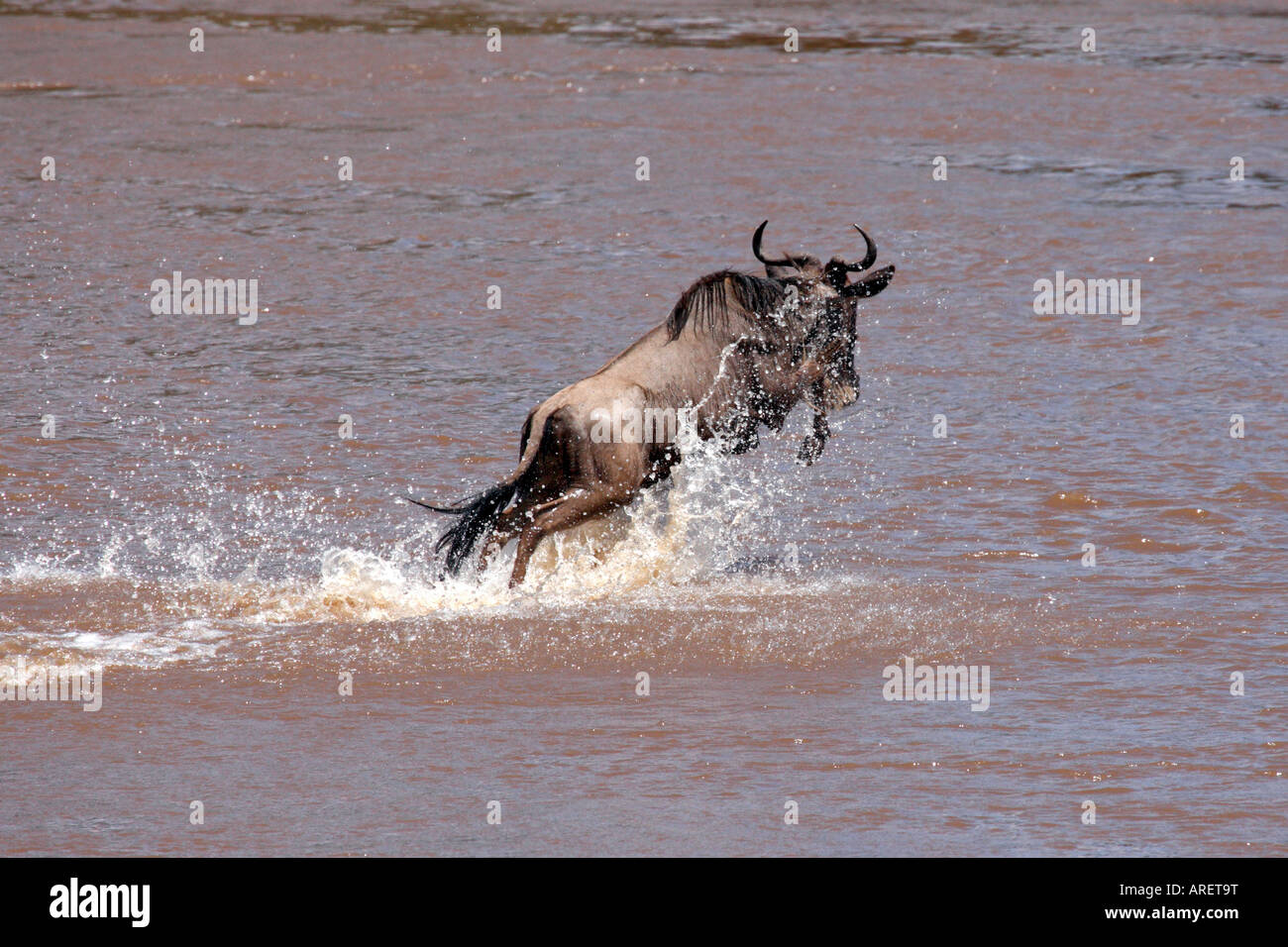 Masai Mara Wildebeast Migration High Resolution Stock Photography and ...