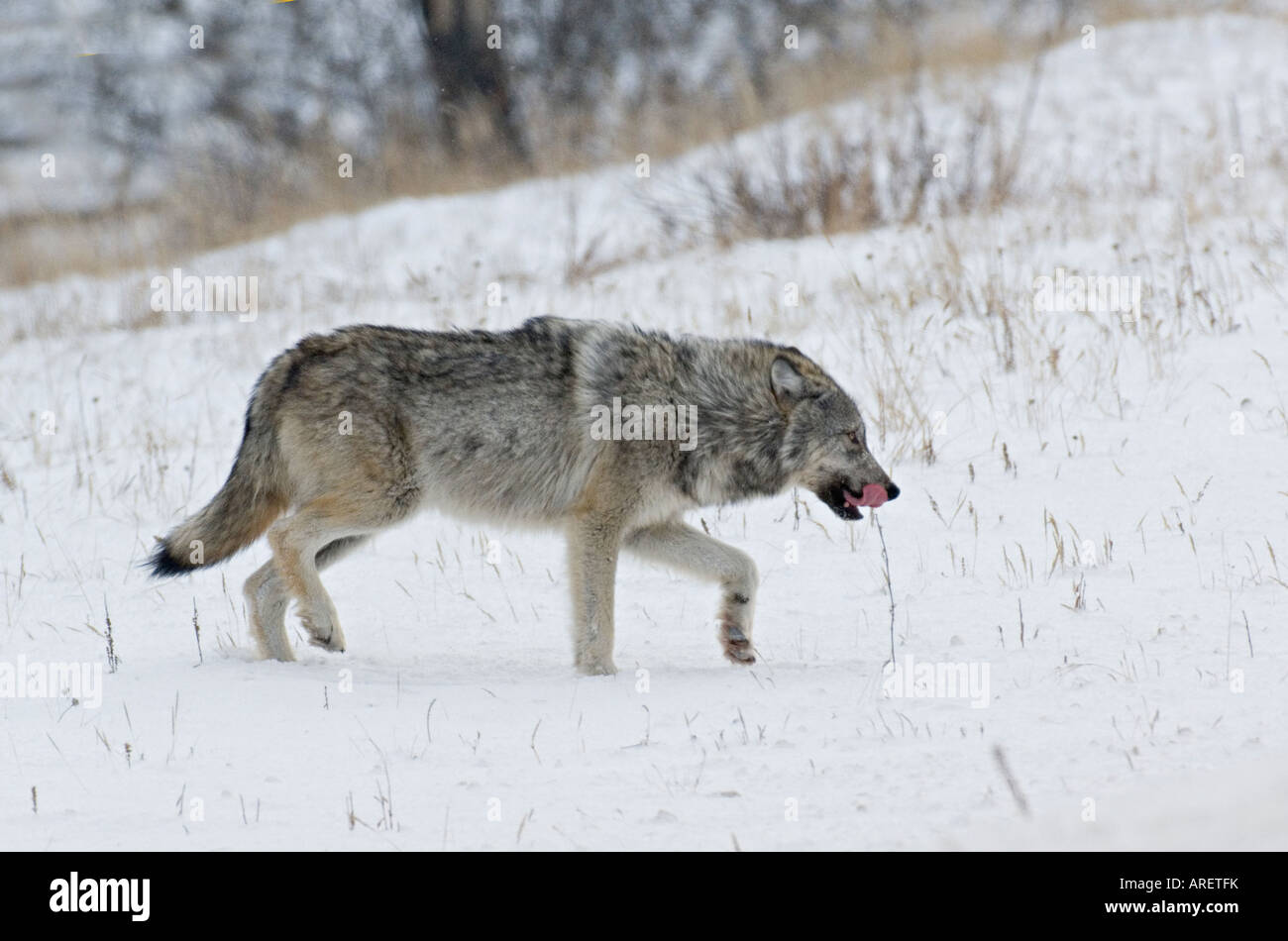 A wild timber wolf walking in the snow Stock Photo - Alamy