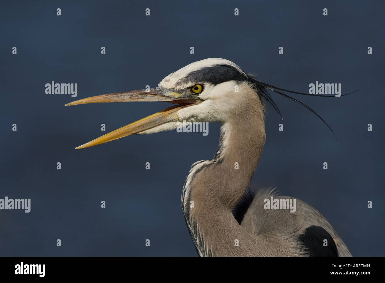 Portrait of a Great Blue Heron with its beak open, Shoreline Park ...