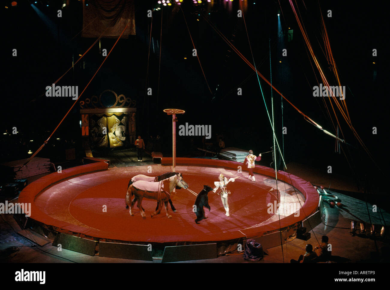 circus animal act bear Stock Photo - Alamy