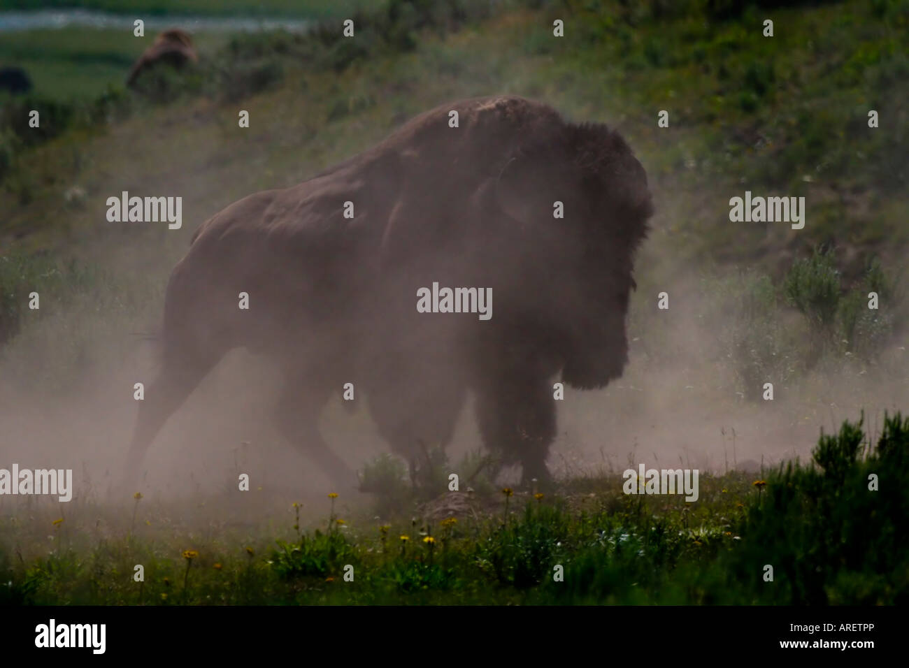 A large bison bull finishing up his dust bath, Yellowstone National ...