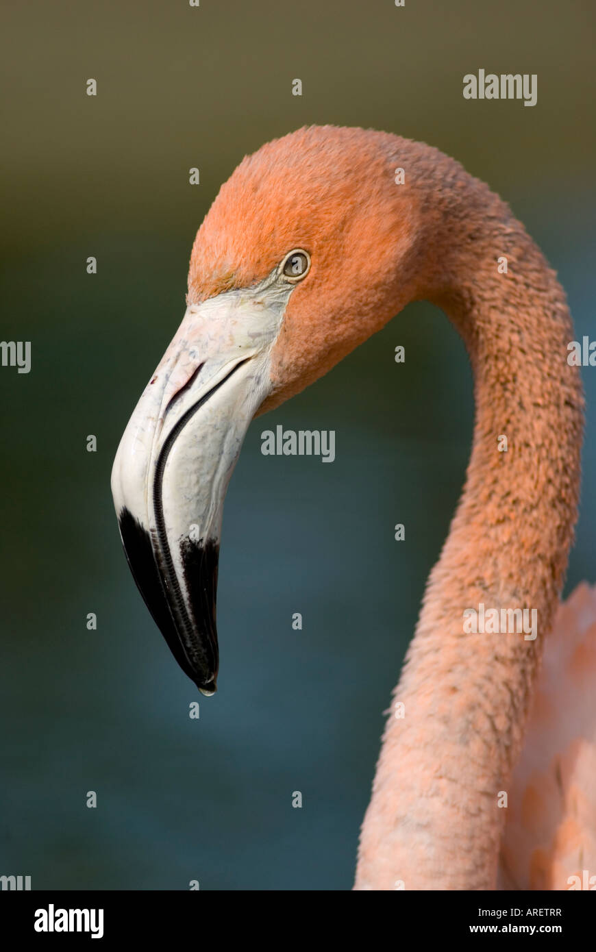 Caribbean flamingo also known as American Cuban rosy or West Indian ...