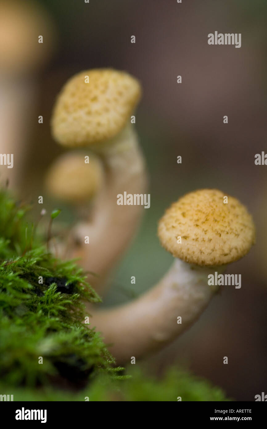armillarias in the forest Stock Photo - Alamy