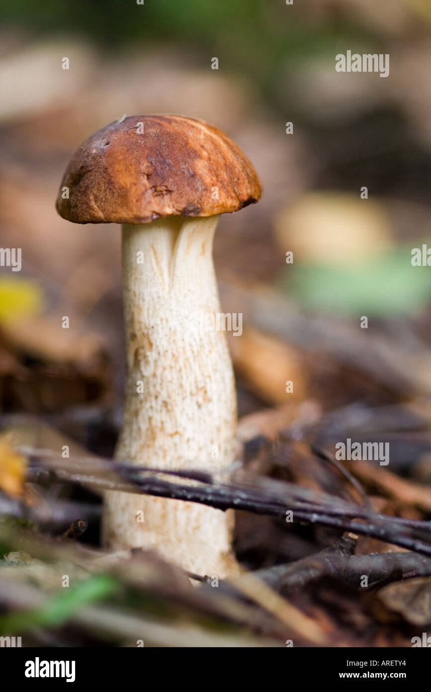 Fuzzy mushroom cap hi-res stock photography and images - Alamy