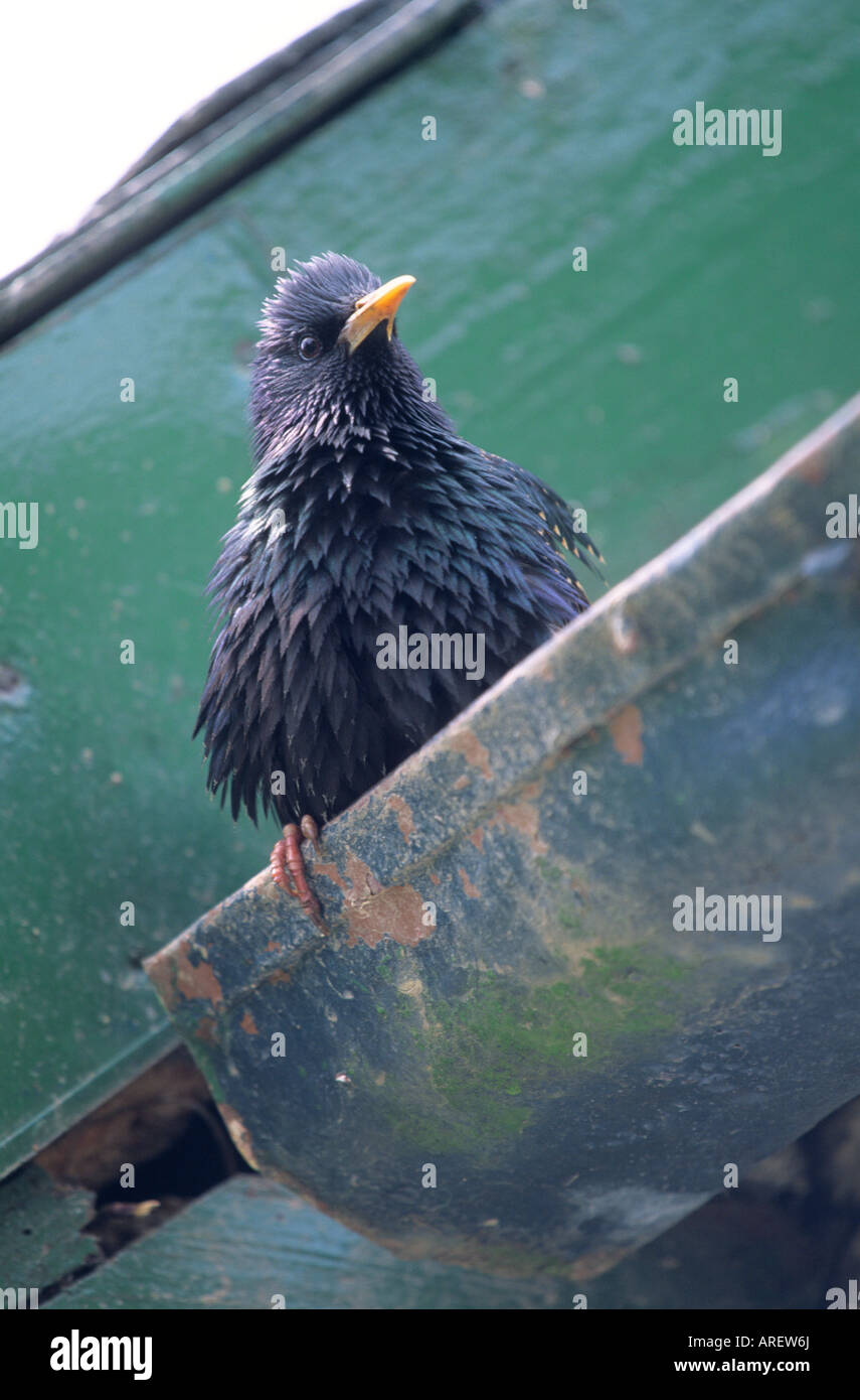 Household guttering hi-res stock photography and images - Alamy