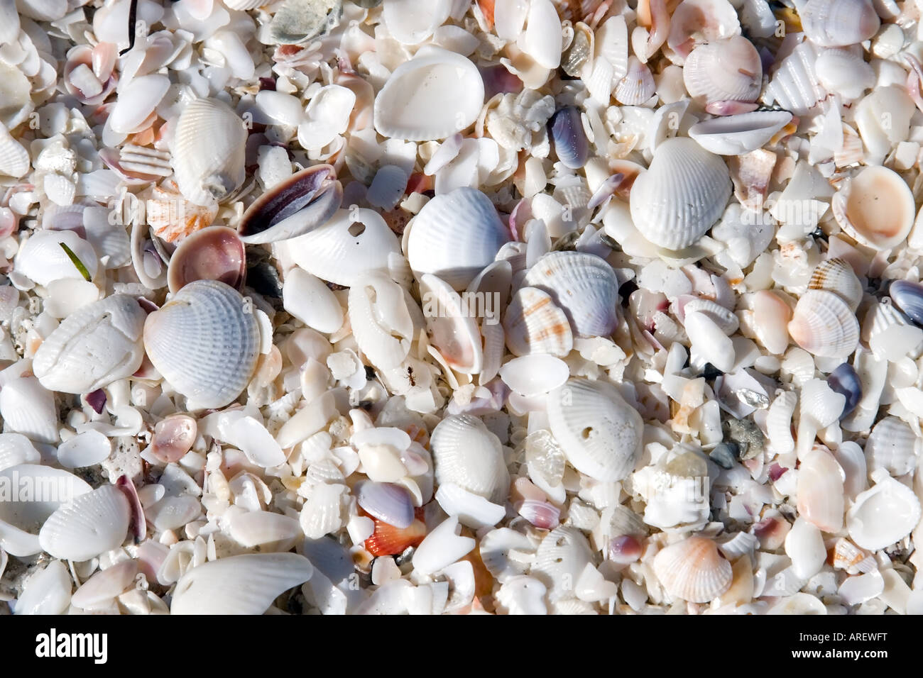 Seashells in mass on the beach on an island inflorida Stock Photo - Alamy