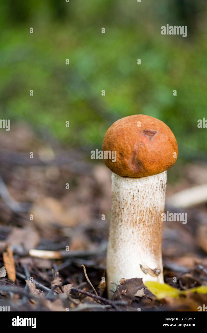 Fuzzy mushroom cap hi-res stock photography and images - Alamy