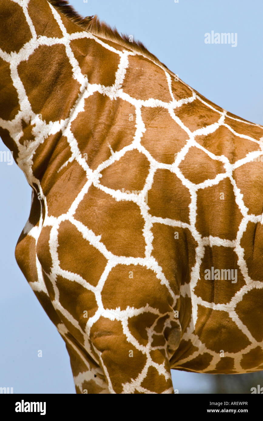 Body pattern hi-res stock photography and images - Alamy