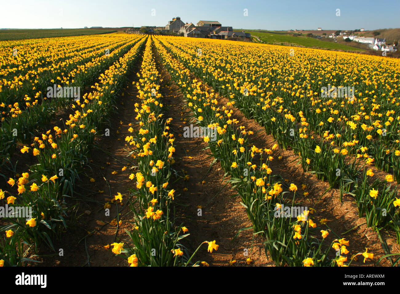 Europe England Cornwall field of daffodils in March Stock Photo - Alamy