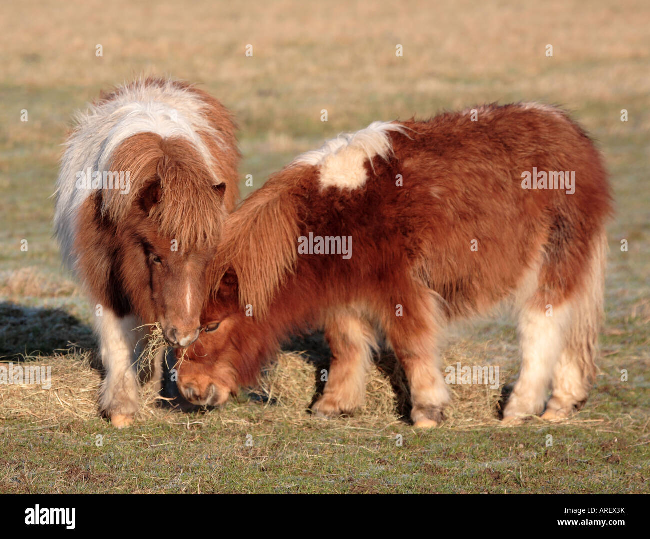 two shetland ponies eating hay Stock Photo - Alamy