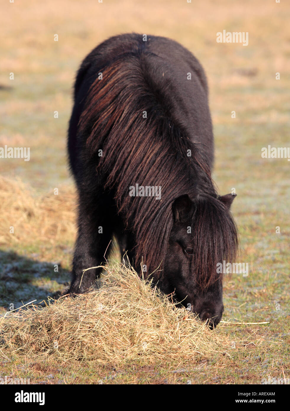 Shetland pony eating hay hi-res stock photography and images - Alamy