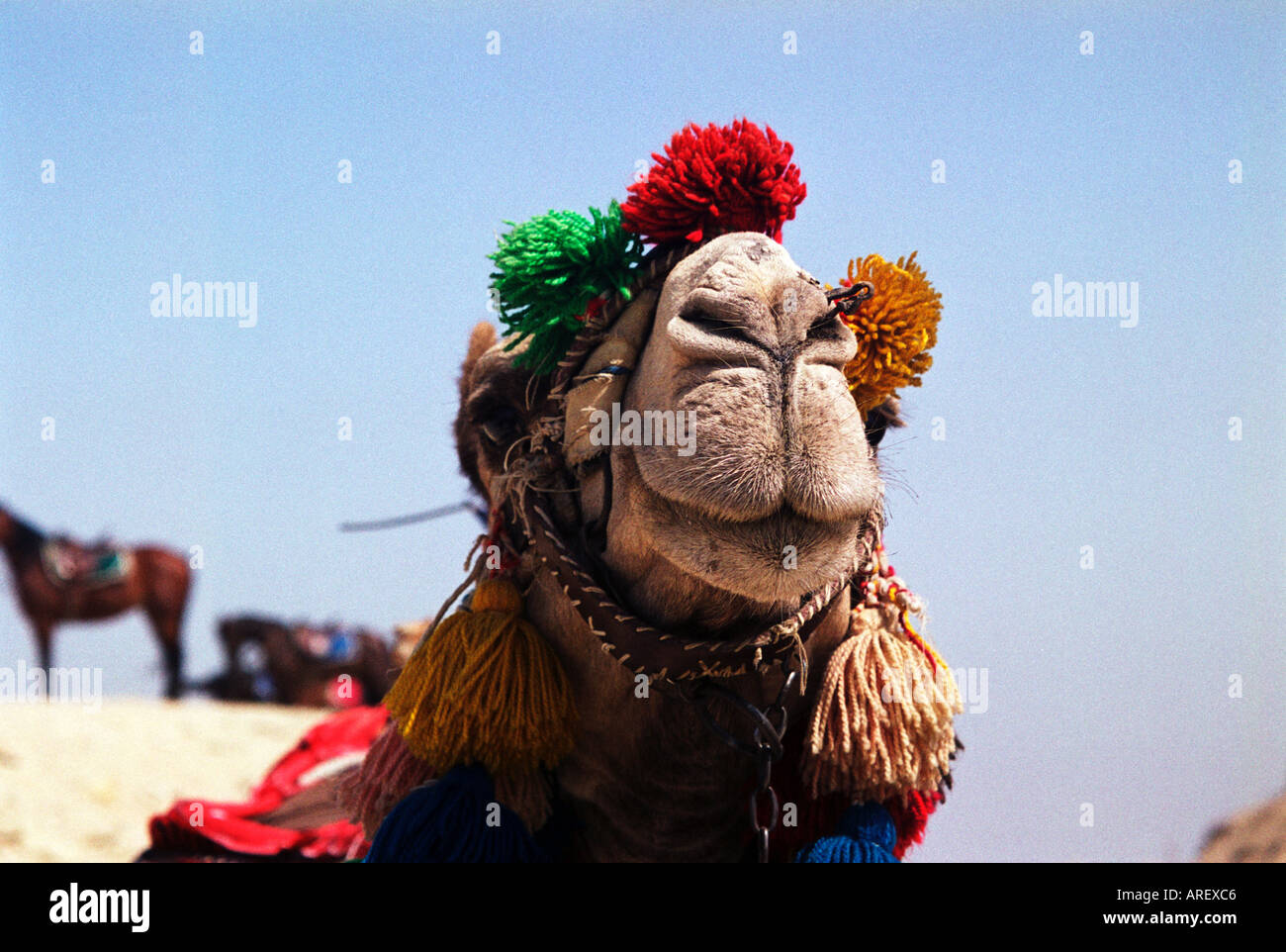 Colourful Camel, Cairo, Egypt Stock Photo - Alamy