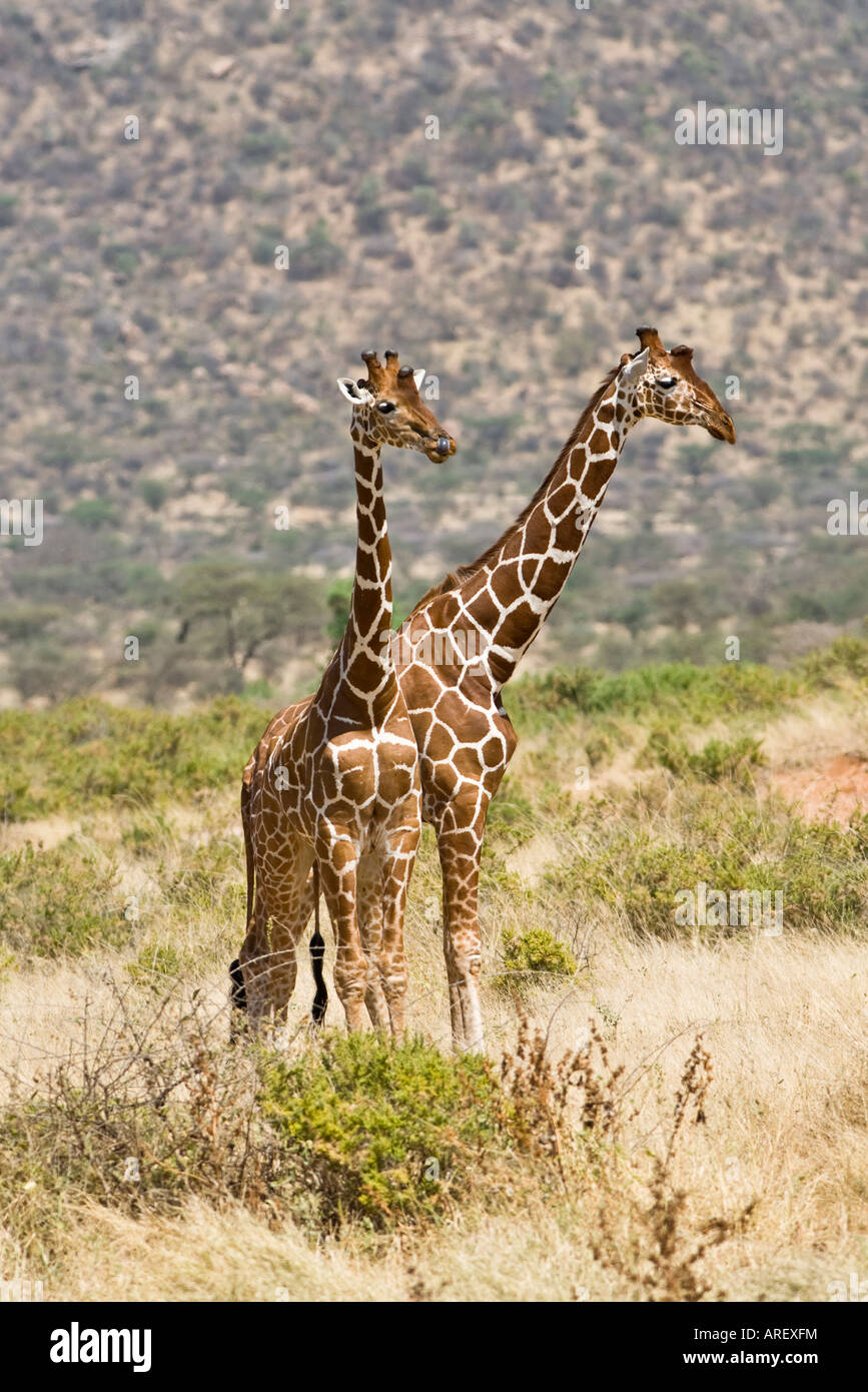 Pair of reticulated giraffes in Samburu Kenya Africa Stock Photo - Alamy