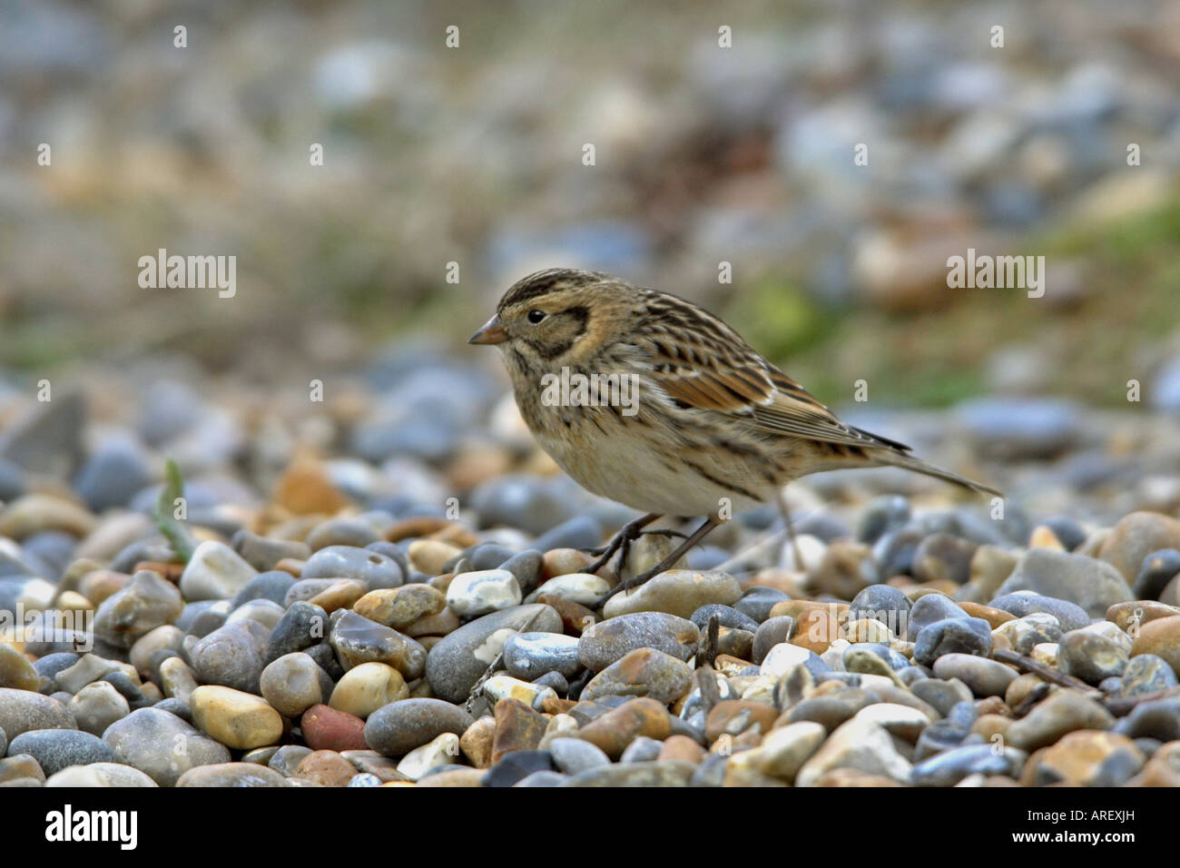 Lapland (Longspur) Bunting Calcarius lapponicus adult in non-breeding ...