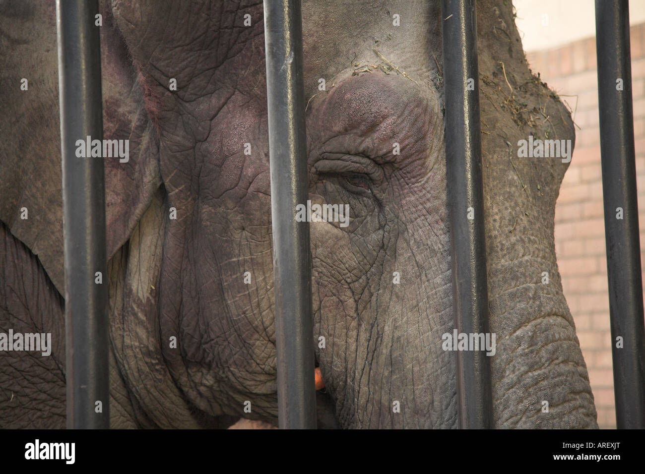 Prisoner jumbo Elephant Elephas maximus Stock Photo - Alamy