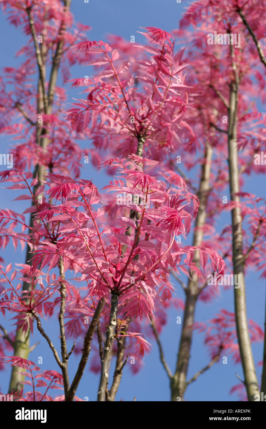 TOONA SINENSIS FLAMINGO SPRING FOLIAGE Stock Photo - Alamy