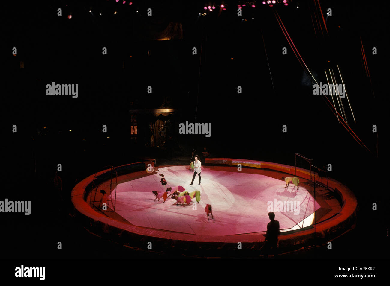 Dog circus act hi-res stock photography and images - Alamy