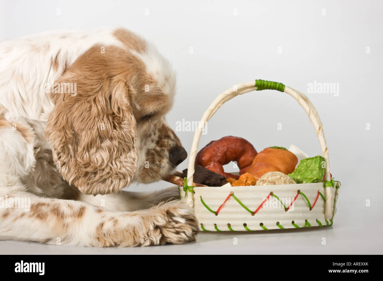 Closeup of American Cocker Spaniel dog with a basket of treats biscuit ...