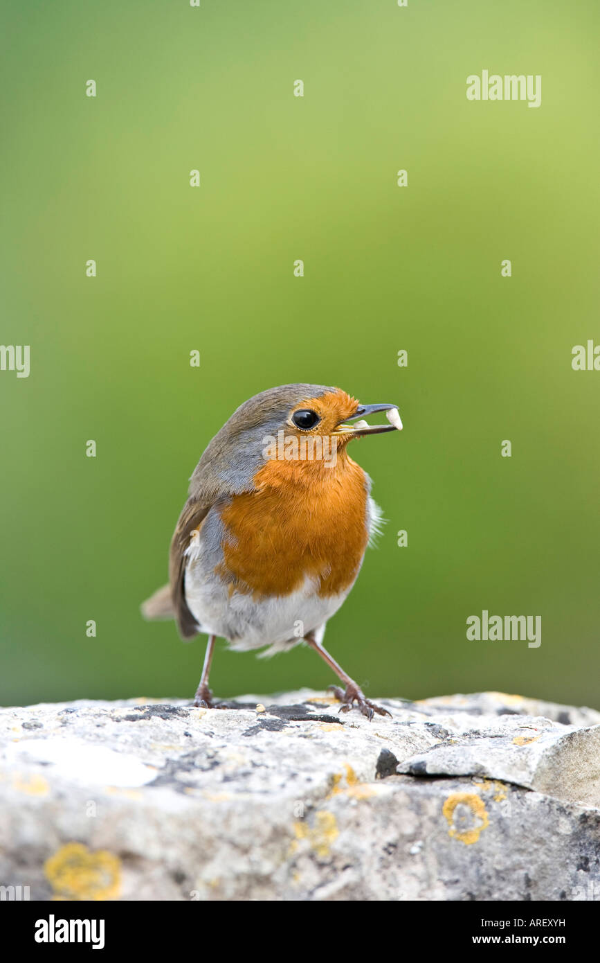 Robin feeding on seeds Stock Photo - Alamy