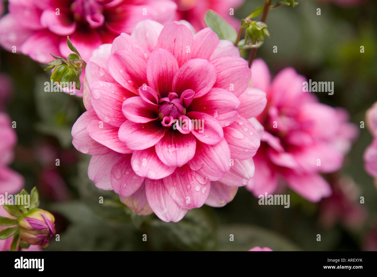 Dahlia Pink Michigan Stock Photo - Alamy