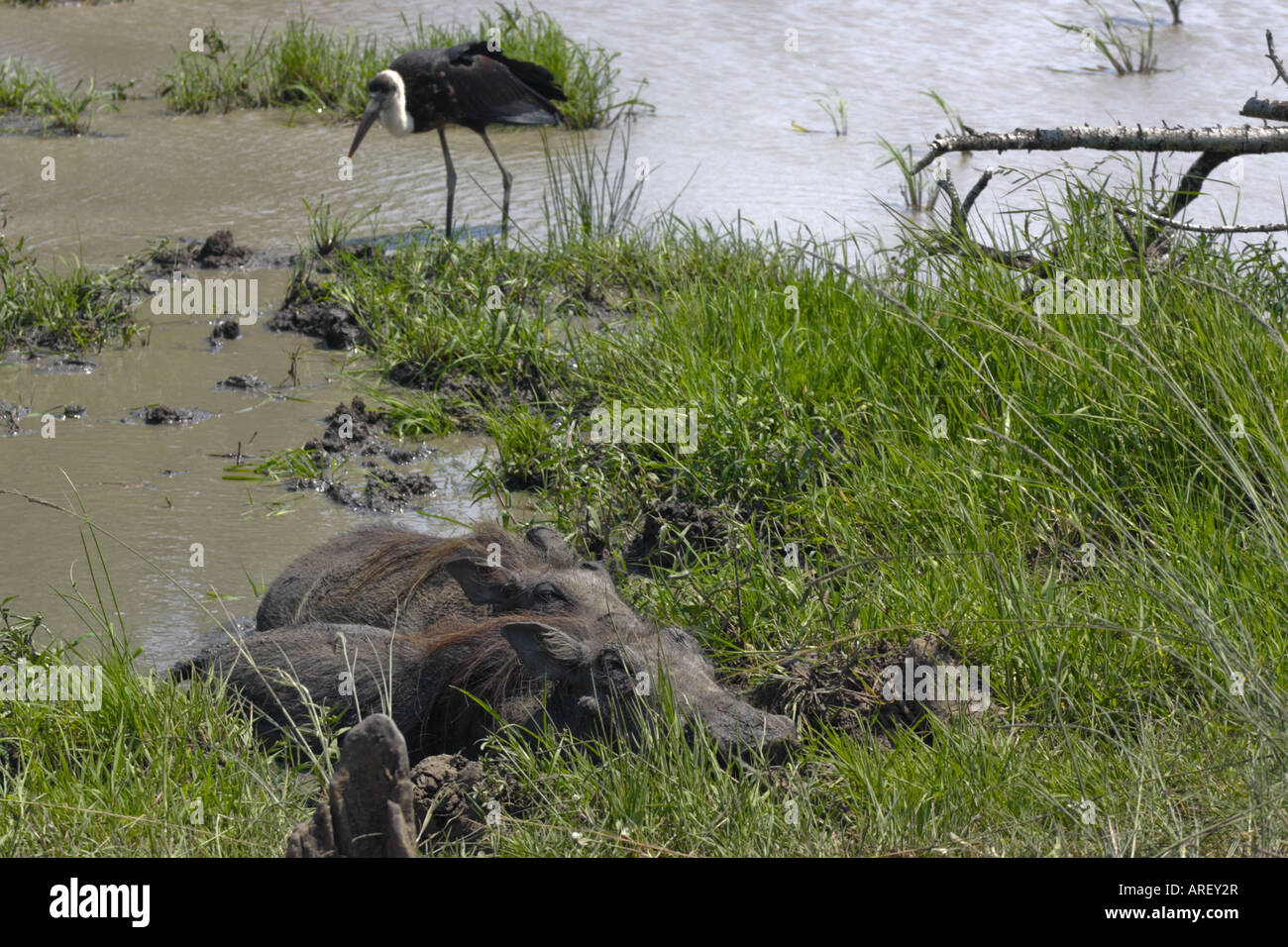 Cooling down animals hi-res stock photography and images - Alamy