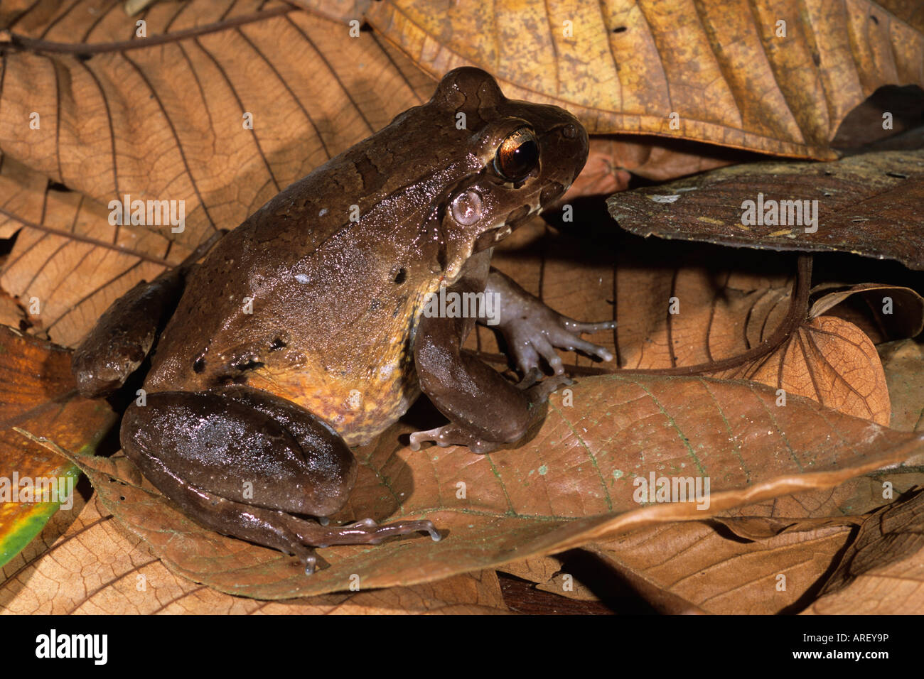 Smoky Jungle Frog Leptodactylus pentadactylus Nicaragua Stock Photo - Alamy