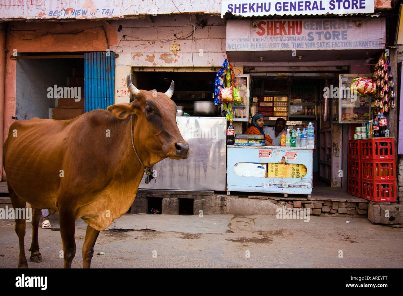 A sacred cow standing in front of a small grocery store - Agra, Uttar ...