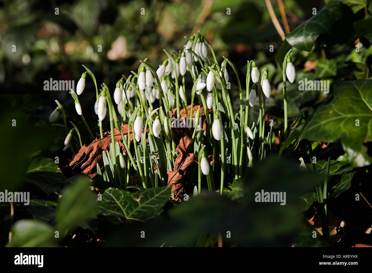 Snowdrops growing in an English wood Stock Photo - Alamy