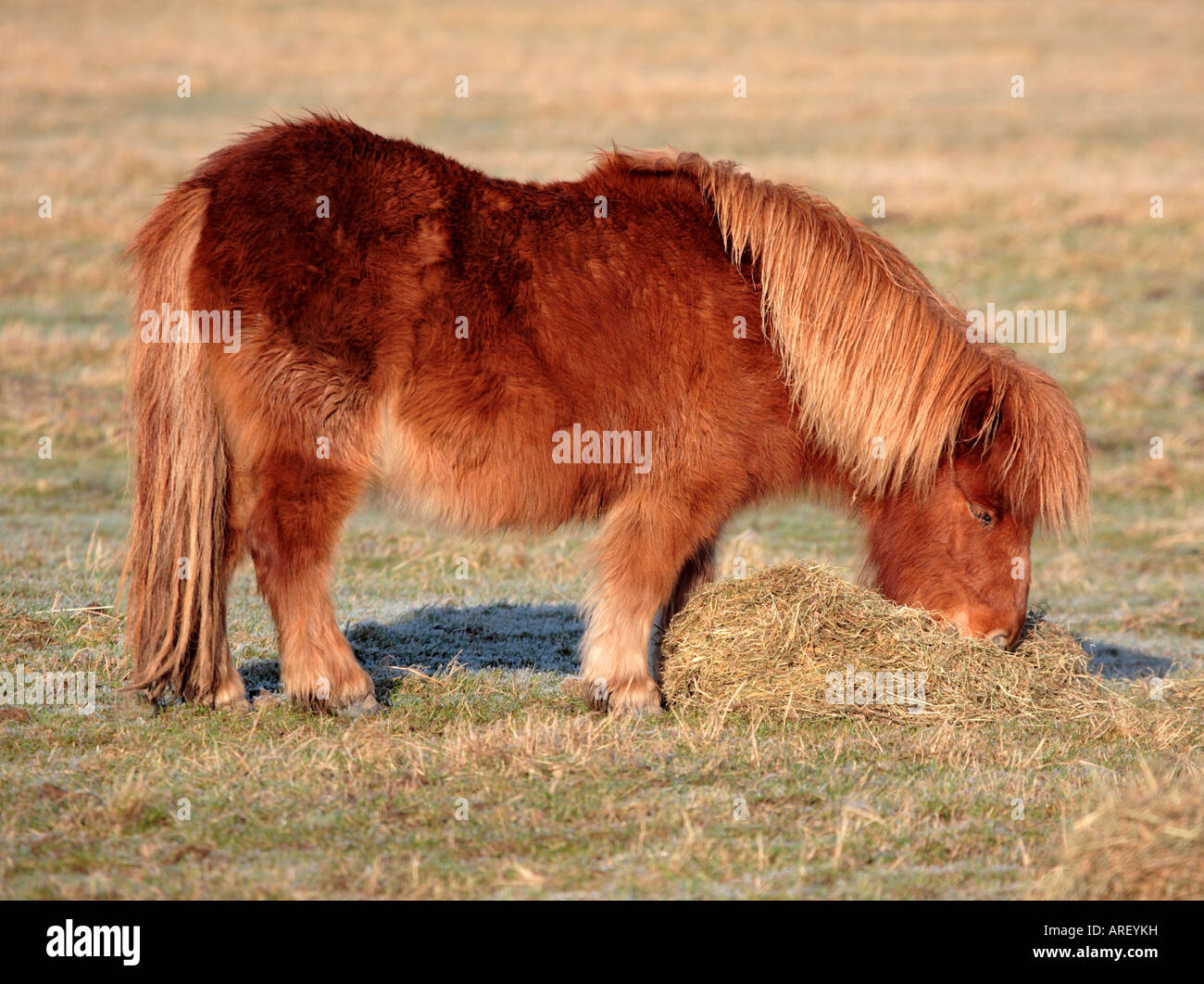 shetland pony eating hay Stock Photo - Alamy