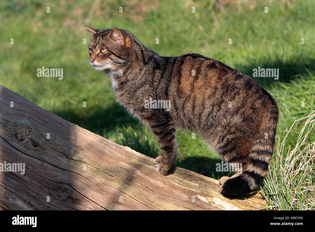 Scottish Wildcat Felis sylvestris looking alert the British wildlife ...