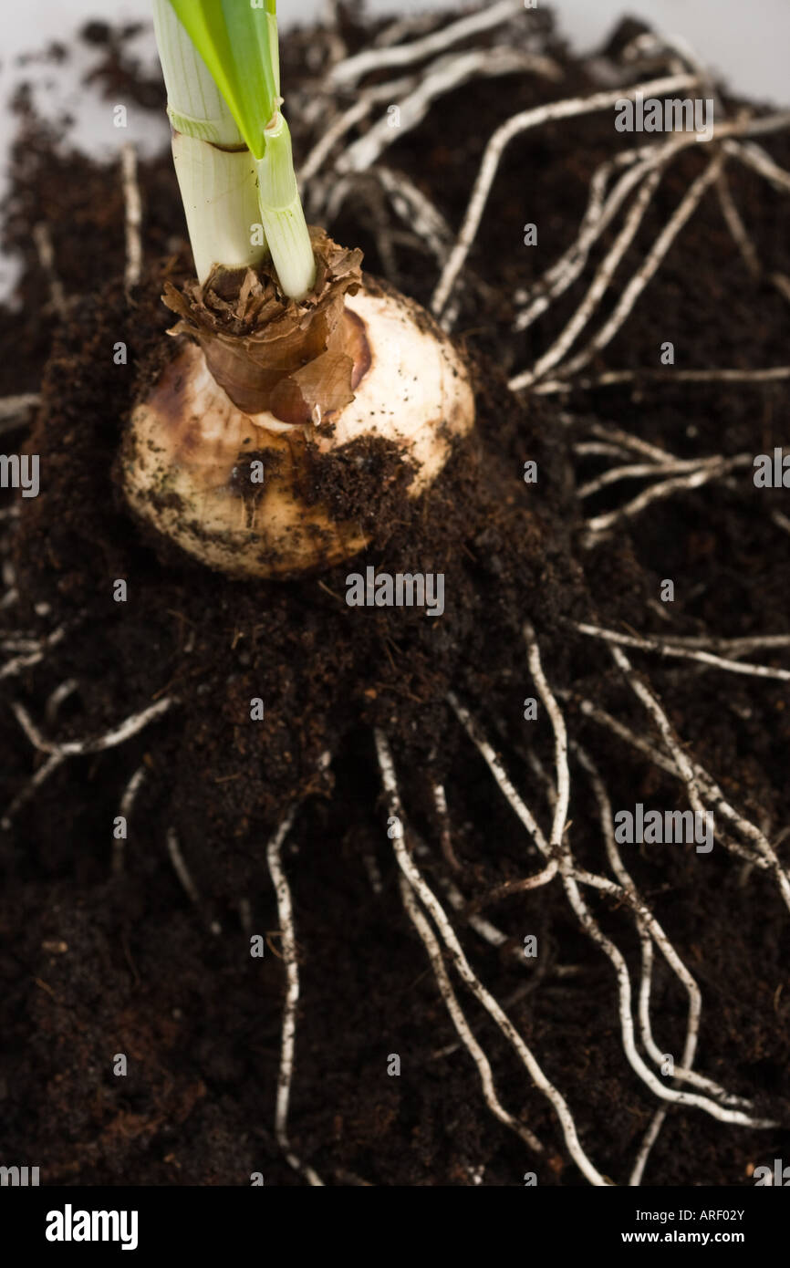Close up of flower bulb with roots in the soil in the garden from above ...