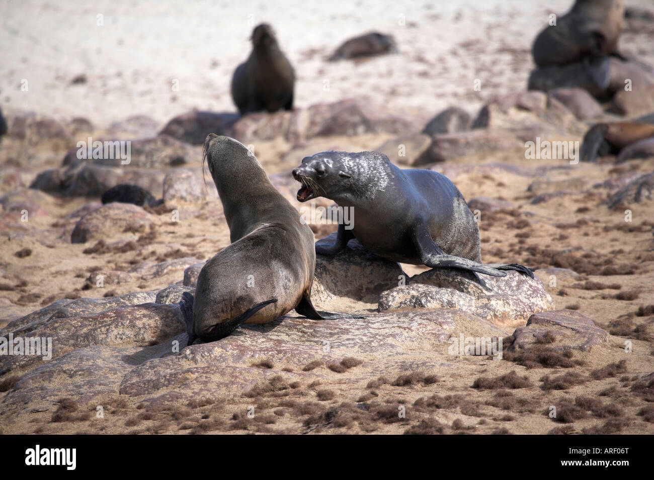 Seals fighting hi-res stock photography and images - Alamy