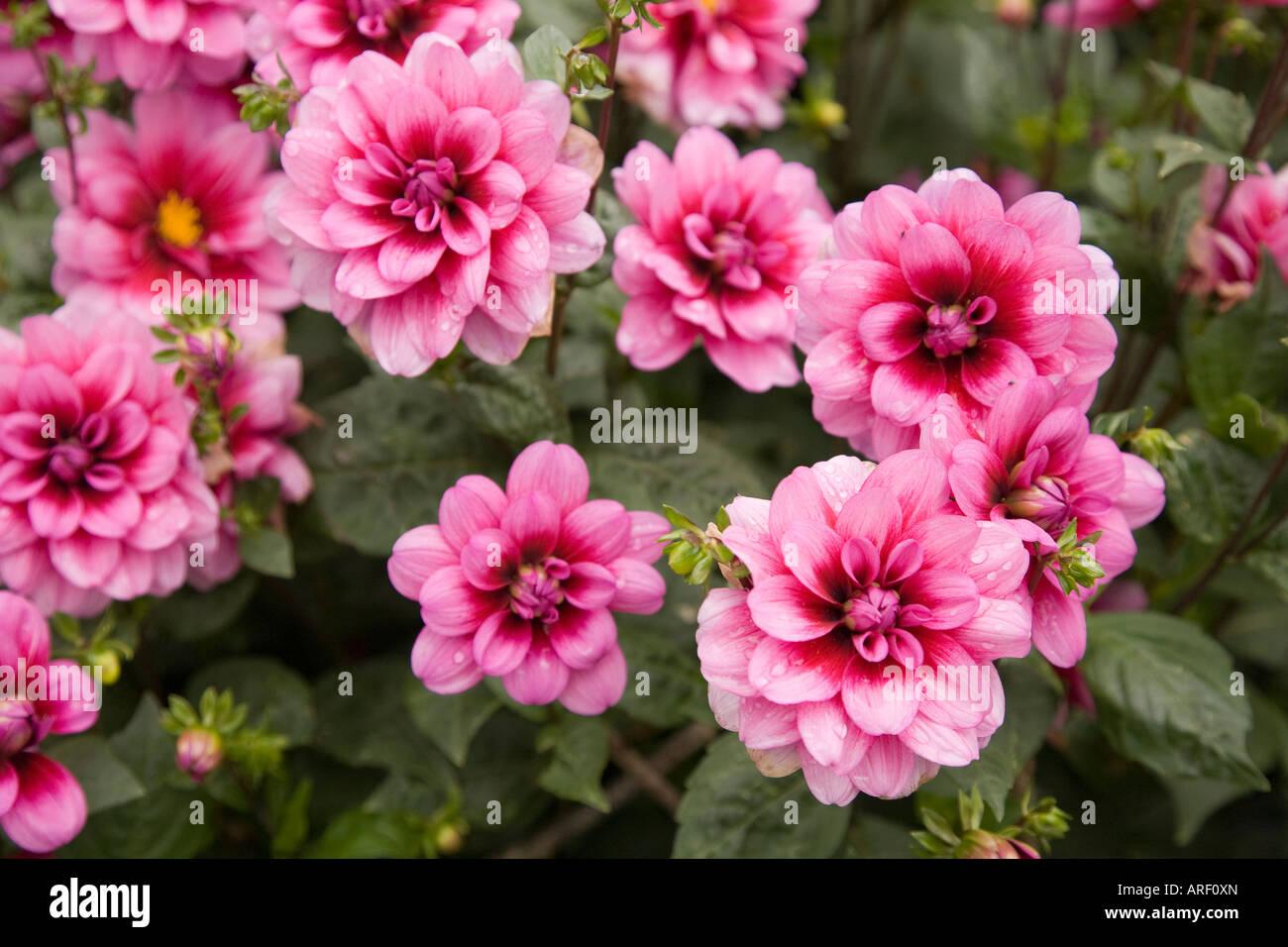 Dahlia Pink Michigan Stock Photo - Alamy