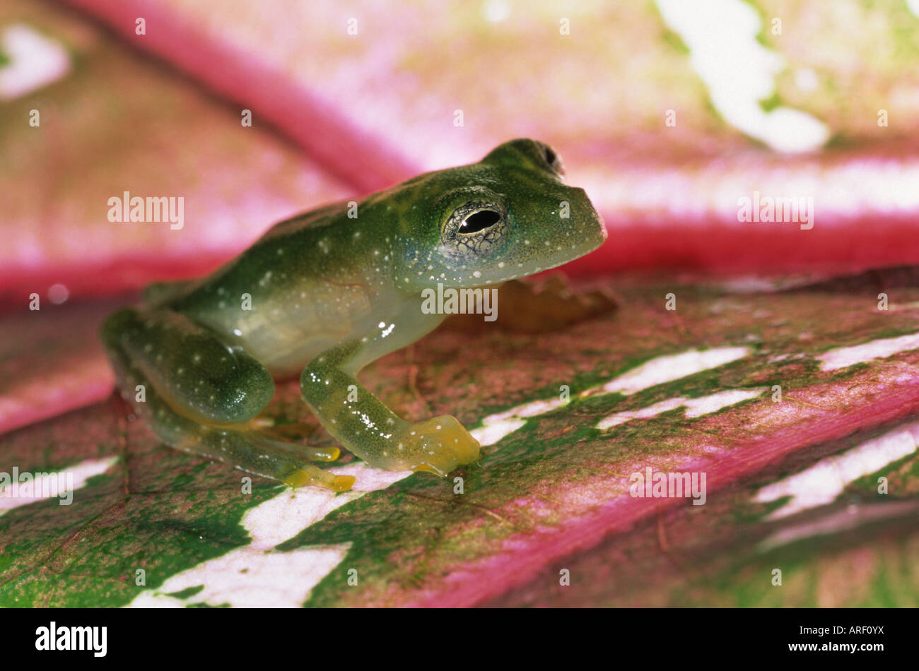 Tree frog the Ranita De Cristal Cochranella granulosa Nicaragua Stock ...