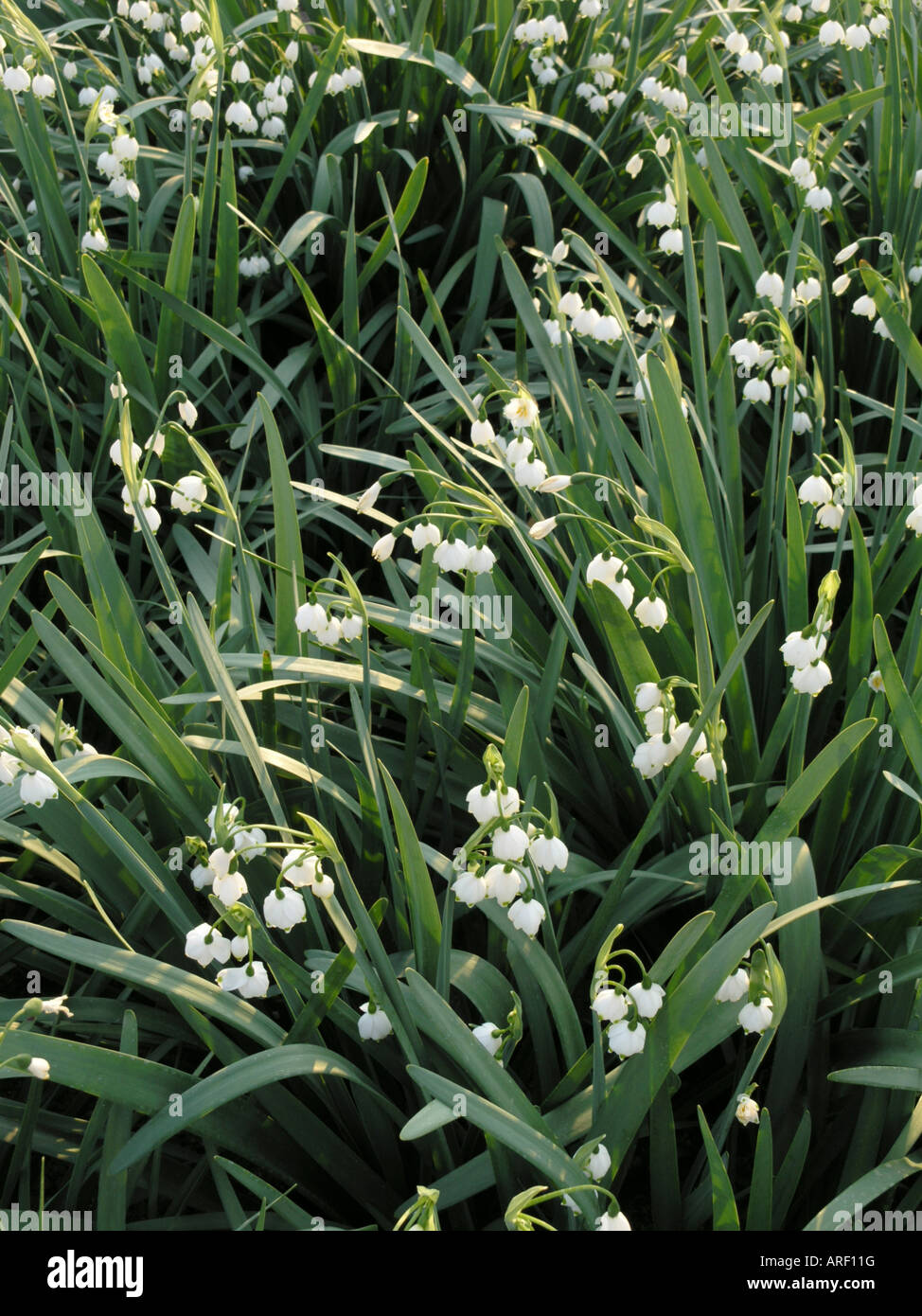Summer snowflake (Leucojum aestivum Stock Photo - Alamy