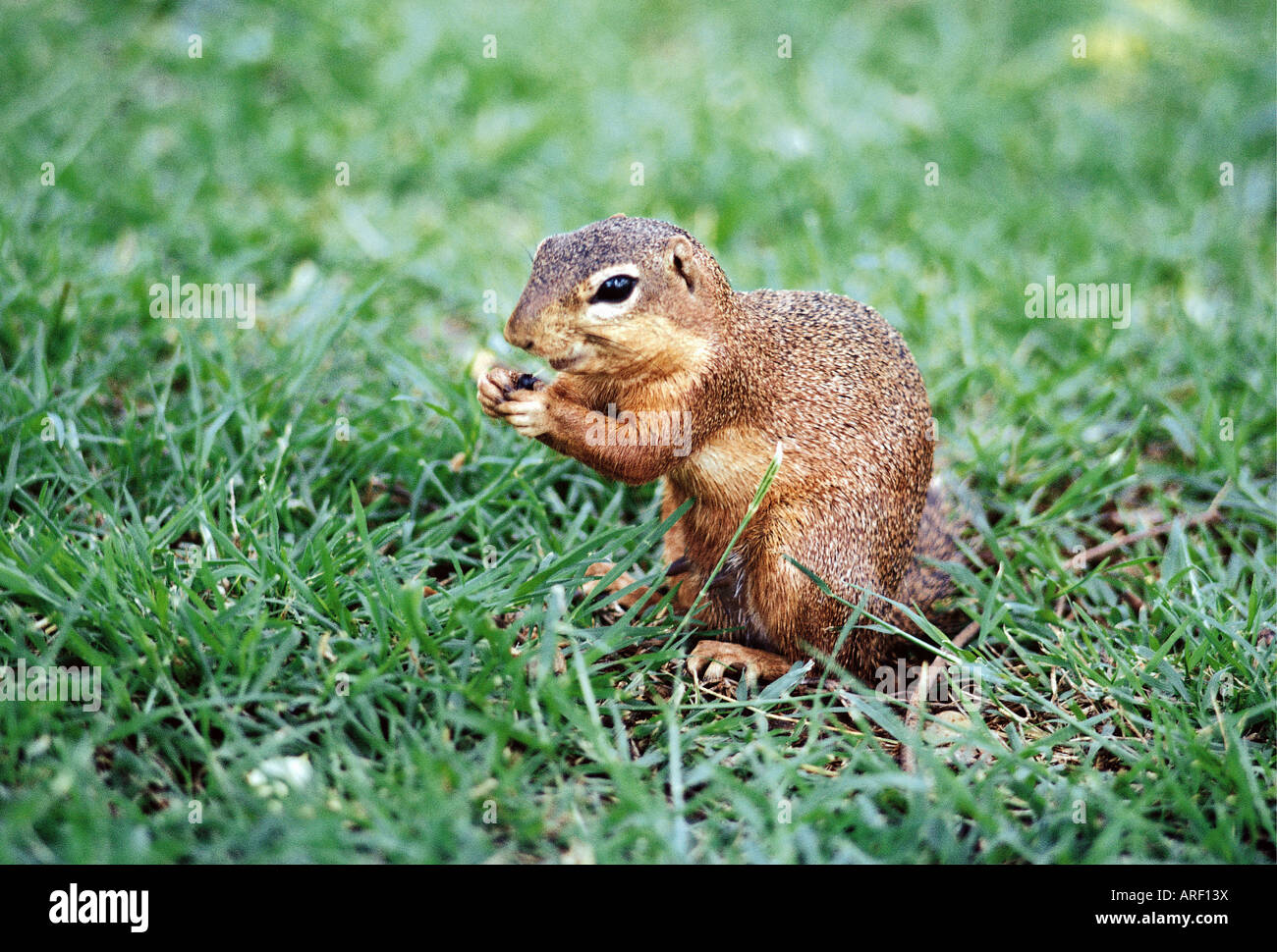 African ground squirrel eating grass hi-res stock photography and ...