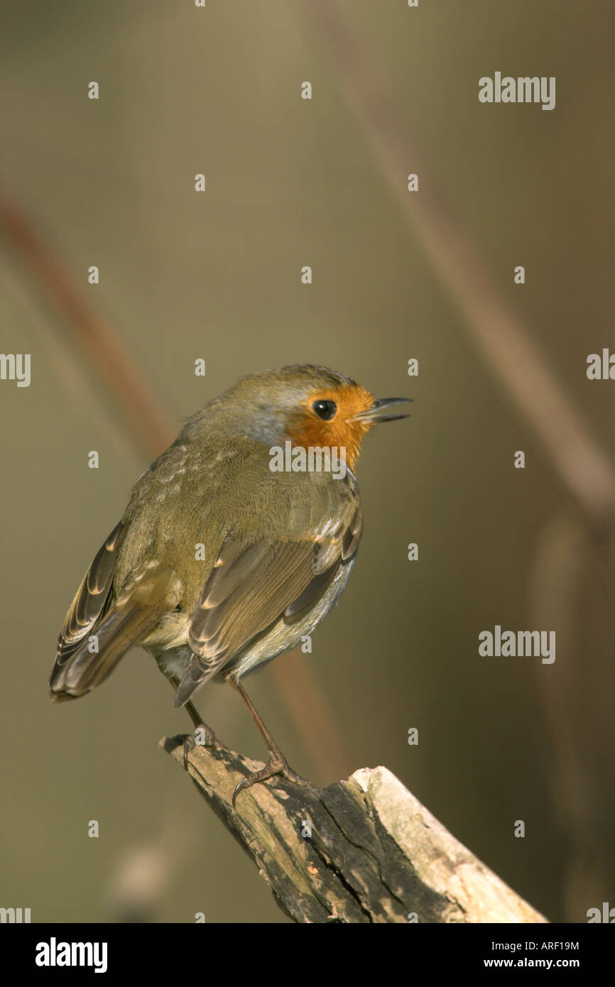 Male robin singing hi-res stock photography and images - Alamy