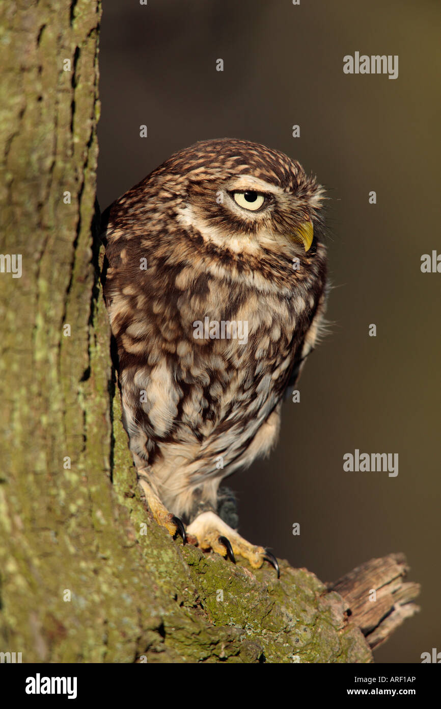 Owl on oak tree hi-res stock photography and images - Alamy