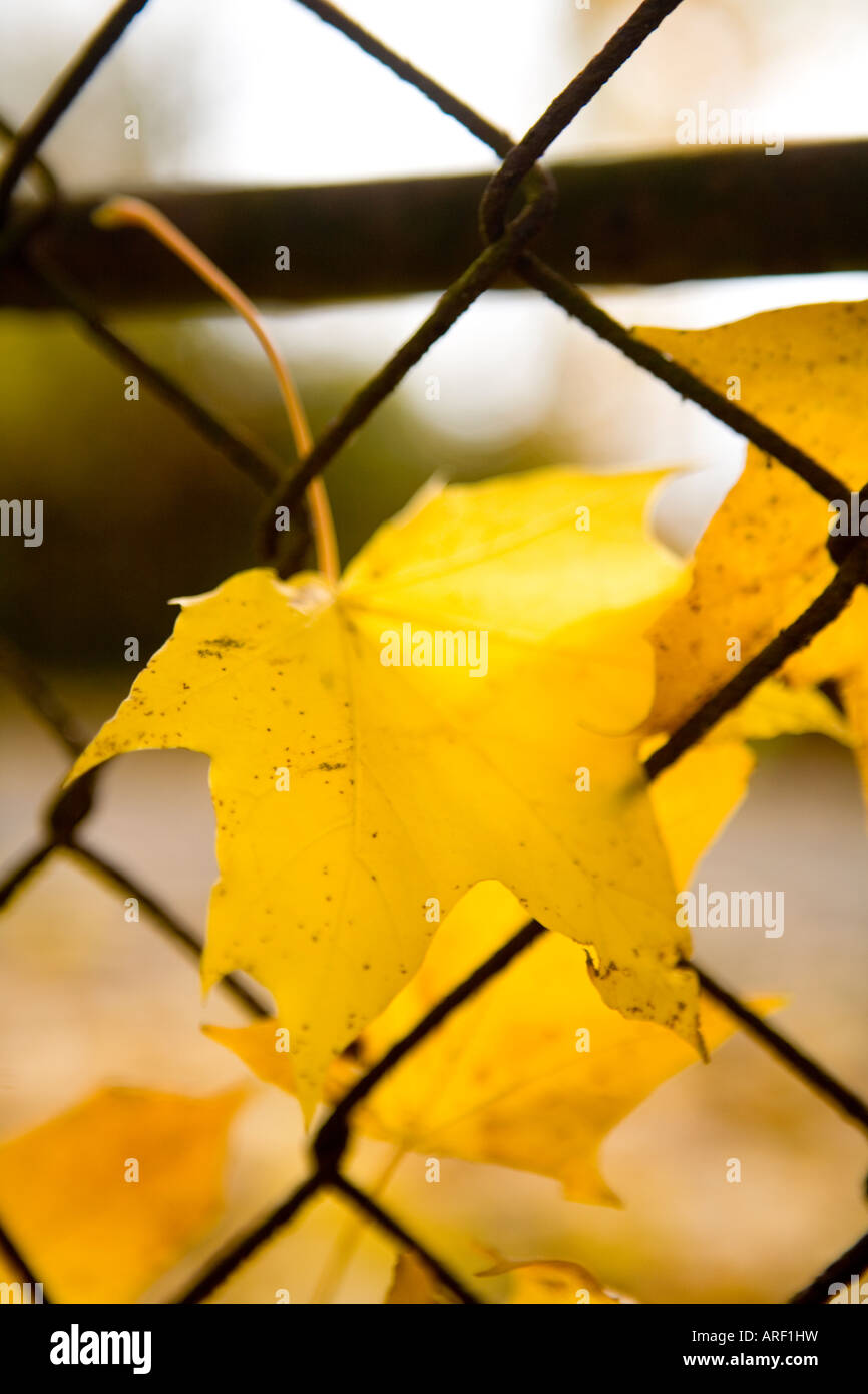 Wire veins hi-res stock photography and images - Alamy