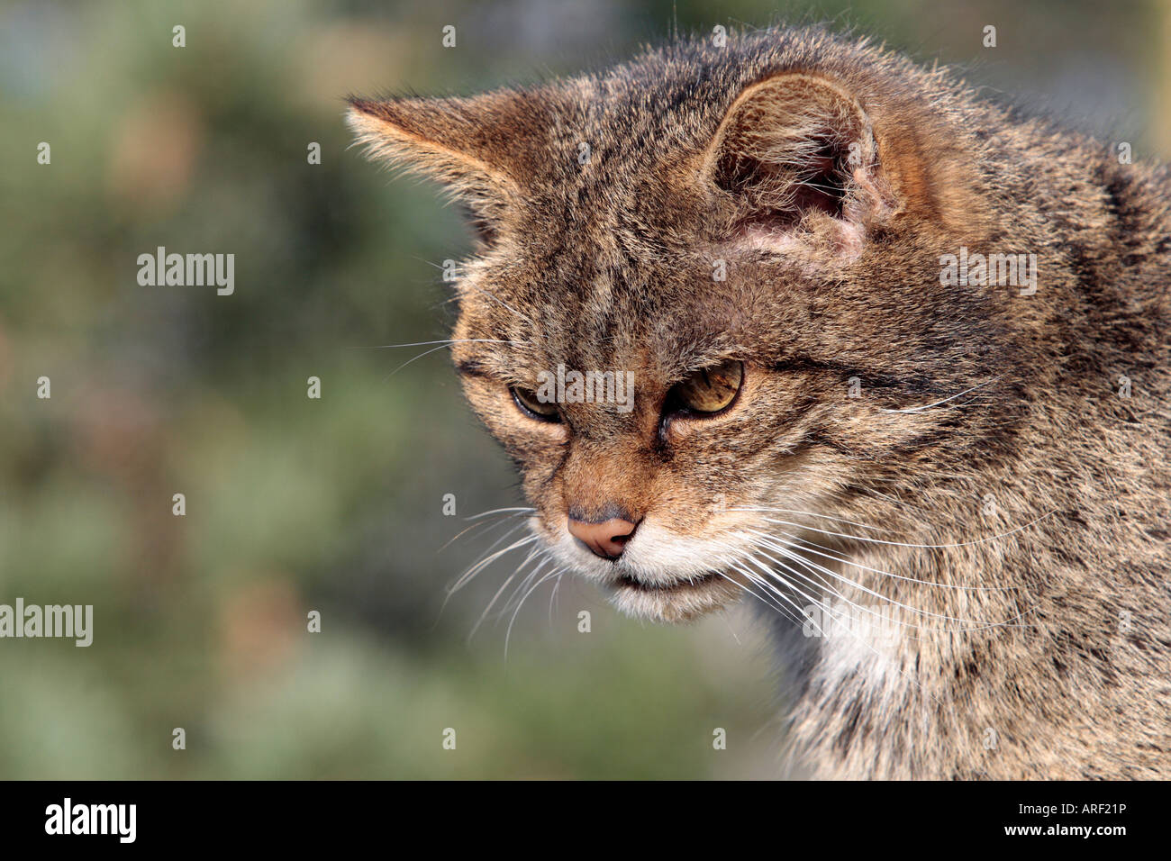Scottish Wildcat Felis sylvestris looking alert the British wildlife ...