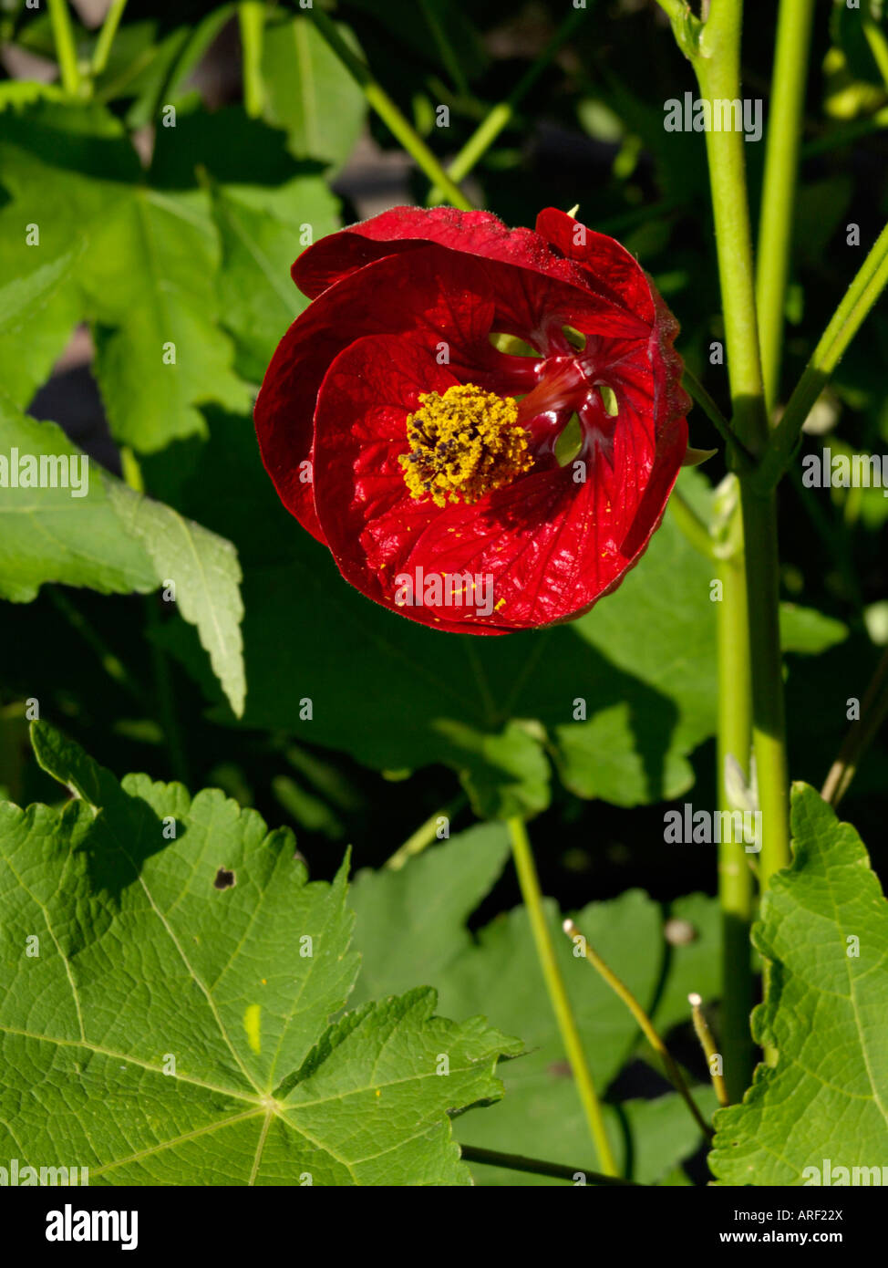 Flowering maple (Abutilon Herzblut Stock Photo - Alamy