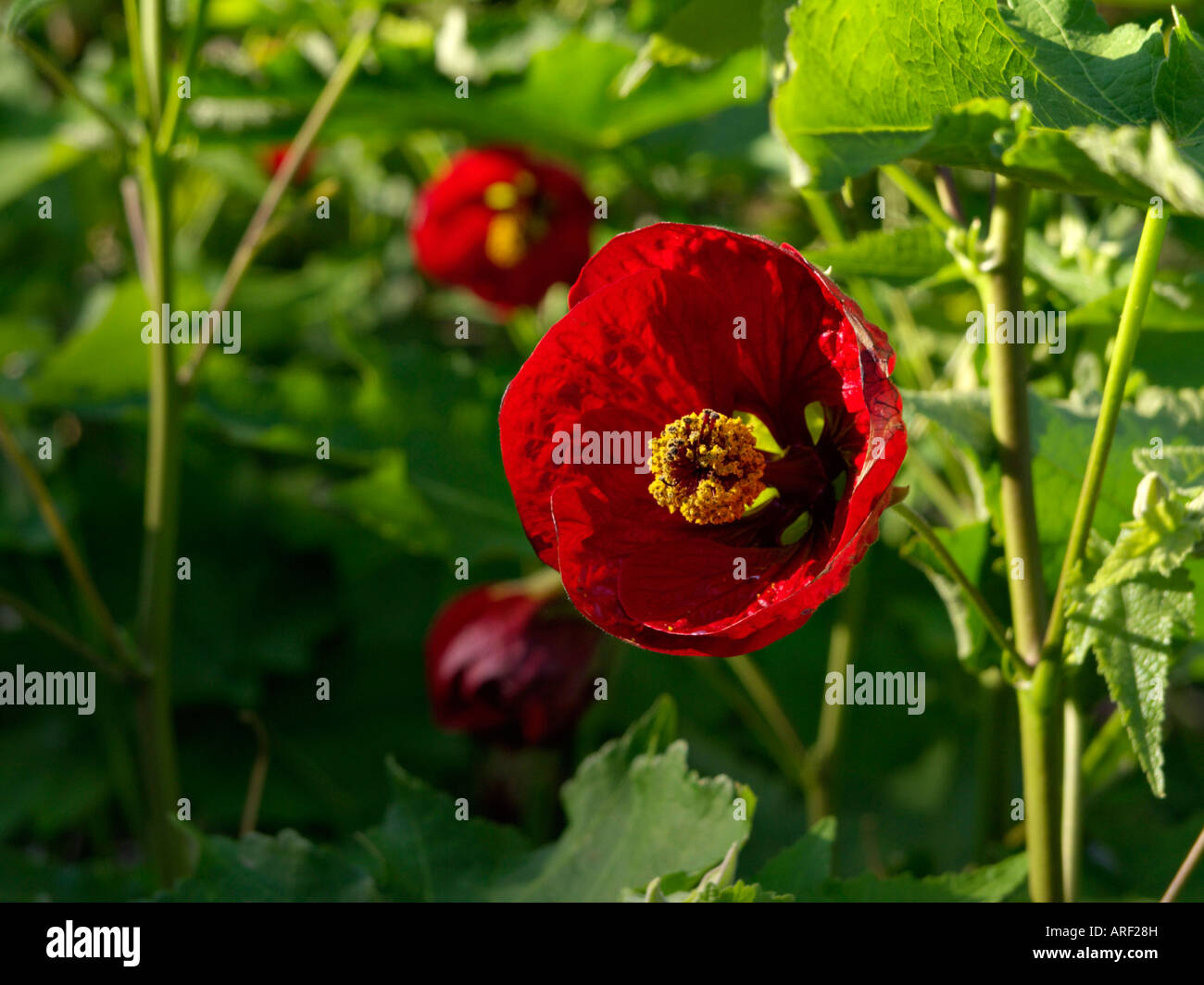 Abutilon malvaceae hi-res stock photography and images - Alamy